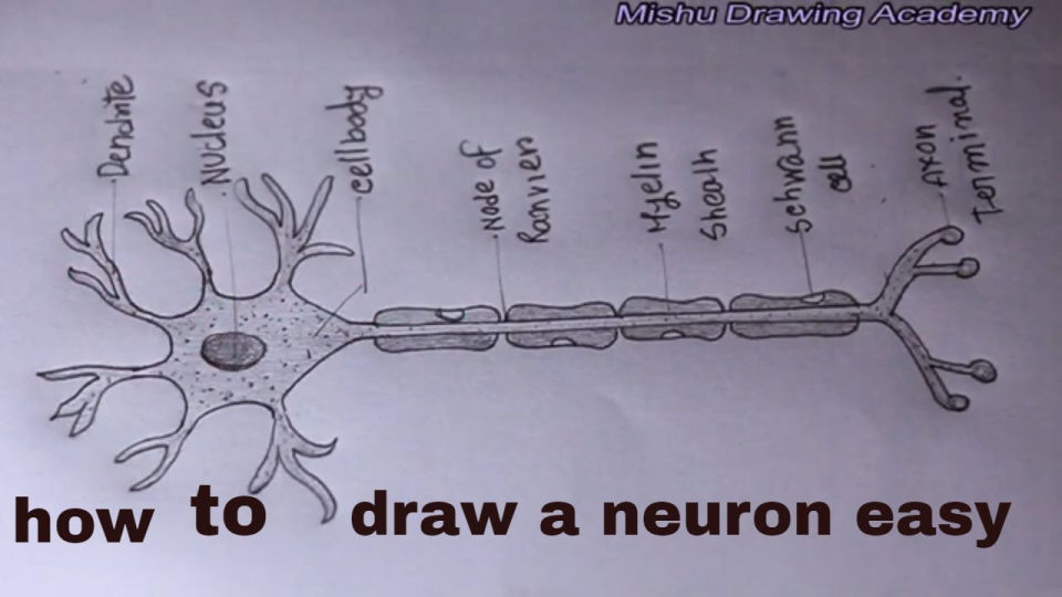 20 Easy Cell Drawing Ideas - How to Draw a Cell