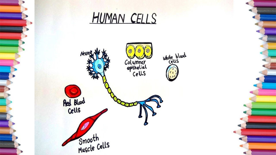 20 Easy Cell Drawing Ideas - How to Draw a Cell
