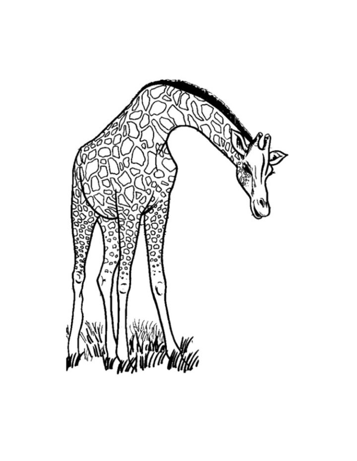 25 Free Giraffe Coloring Pages for Kids and Adults