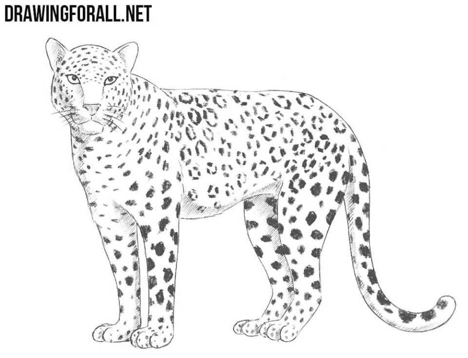 25 Easy Leopard Drawing Ideas - How to Draw