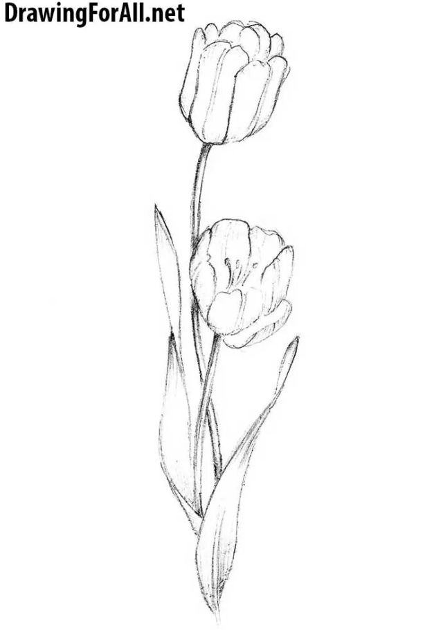 25 Easy Tulip Drawing Ideas - How to Draw a Tulip