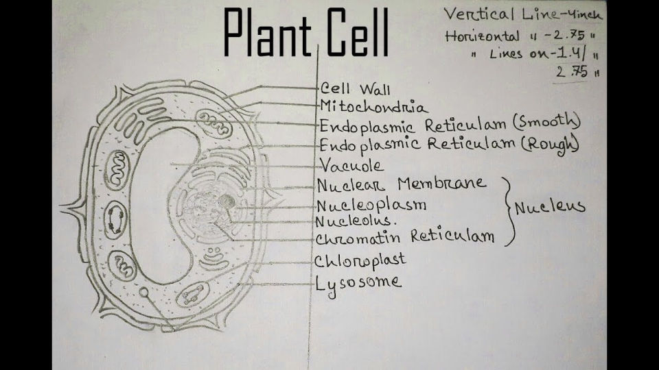 20 Easy Cell Drawing Ideas - How to Draw a Cell