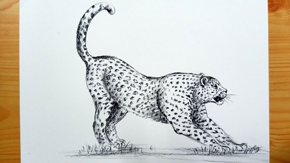25 Easy Leopard Drawing Ideas - How to Draw