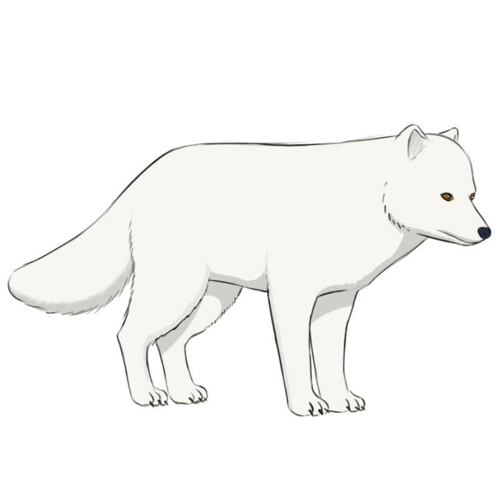 25 Easy Arctic Fox Drawing Ideas - How to Draw