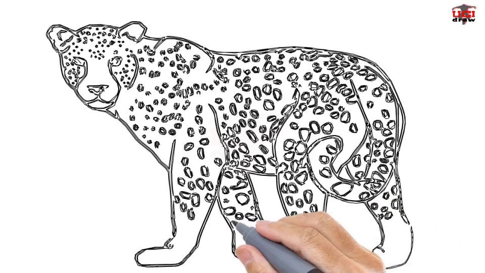25 Easy Leopard Drawing Ideas - How to Draw