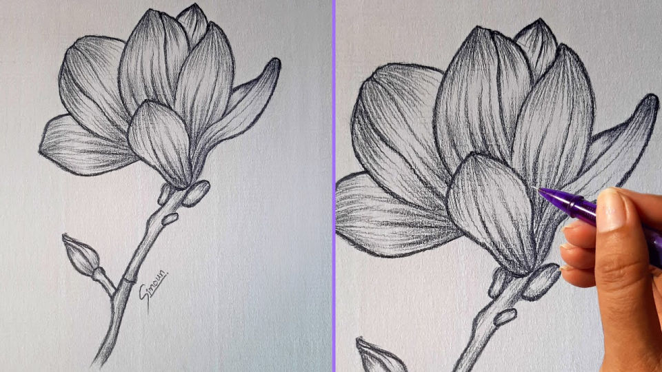 25 Magnolia Flower Drawing Ideas - Draw Magnolia Flower