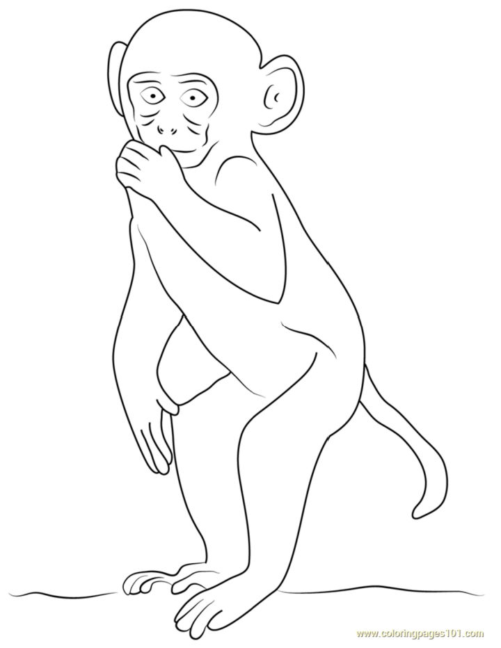 25 Free Monkey Coloring Pages for Kids and Adults