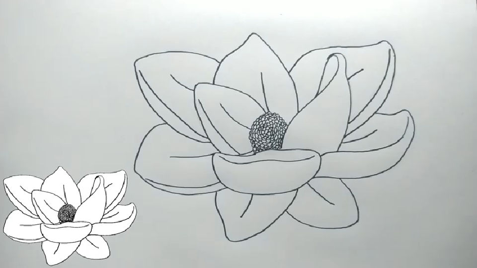 25 Magnolia Flower Drawing Ideas - Draw Magnolia Flower