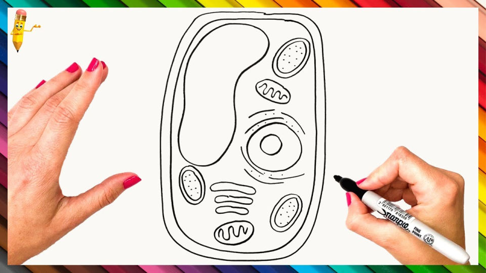 20 Easy Cell Drawing Ideas - How to Draw a Cell