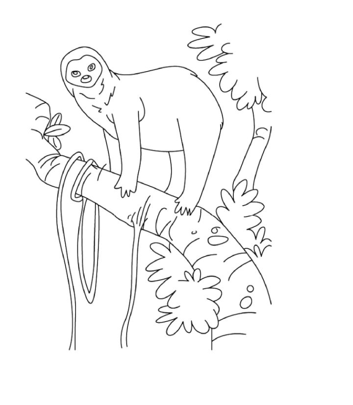 15 Free Sloth Coloring Pages for Kids and Adults