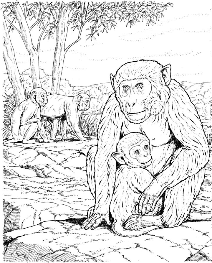25 Free Monkey Coloring Pages for Kids and Adults