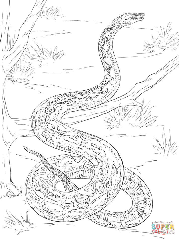 25 Free Snake Coloring Pages for Kids and Adults