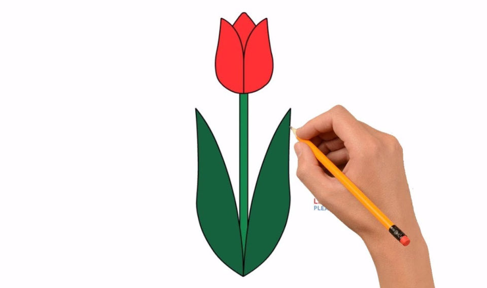 25 Easy Tulip Drawing Ideas - How to Draw a Tulip