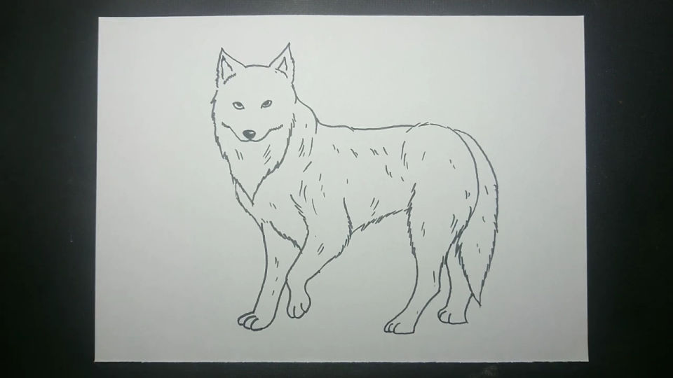 25 Easy Arctic Fox Drawing Ideas - How to Draw