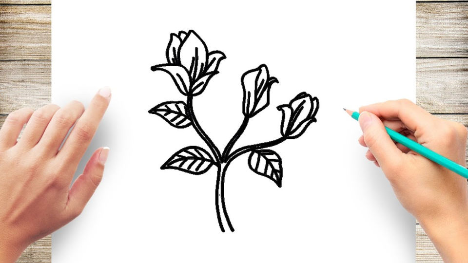 25 Magnolia Flower Drawing Ideas - Draw Magnolia Flower