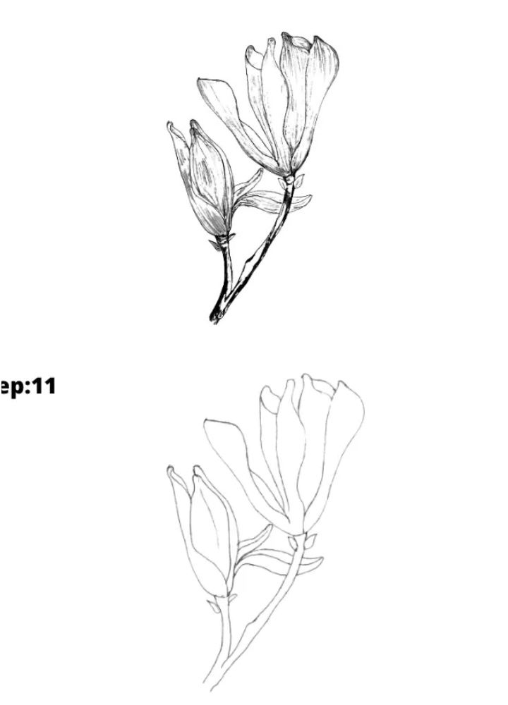 25 Magnolia Flower Drawing Ideas - Draw Magnolia Flower
