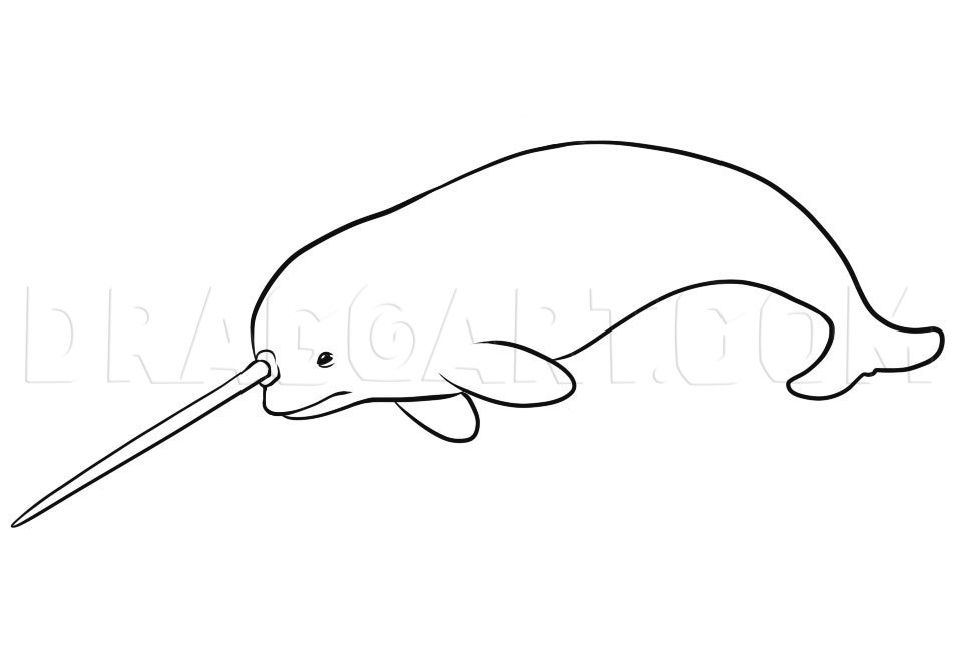25 Easy Narwhal Drawing Ideas - How to Draw a Narwhal