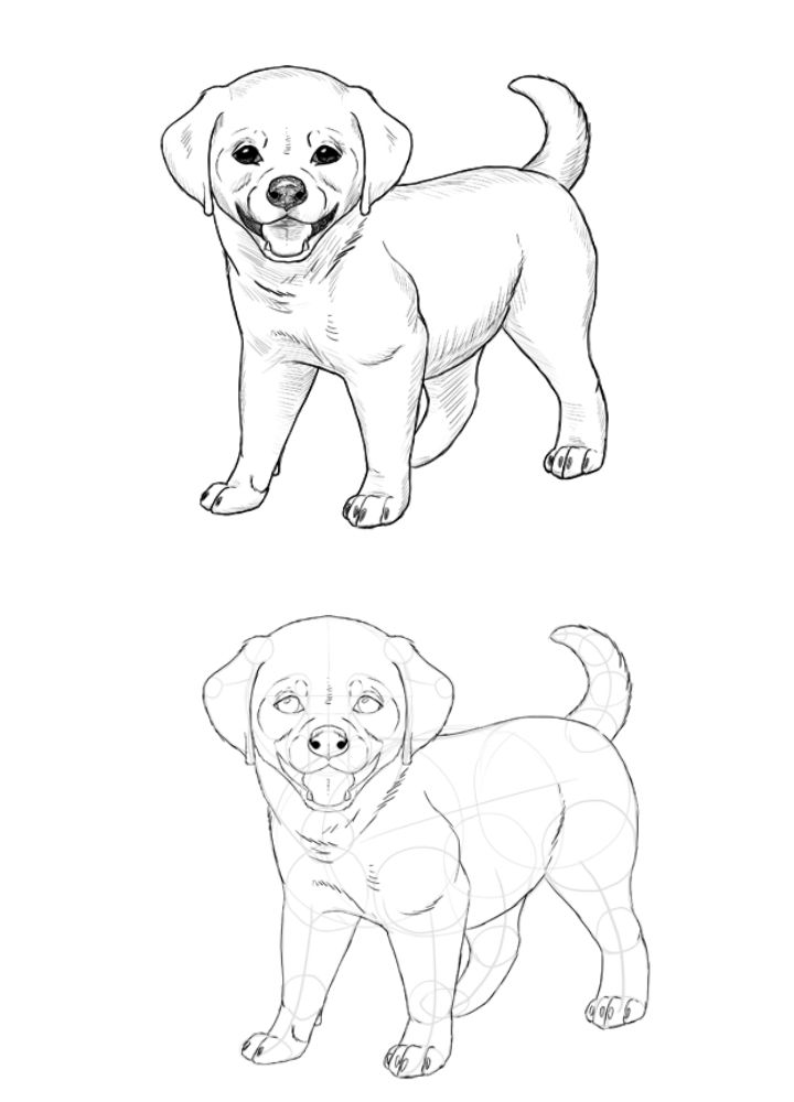 25 Easy Puppy Drawing Ideas - How to Draw a Puppy