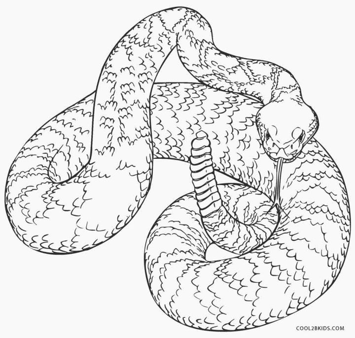25 Free Snake Coloring Pages for Kids and Adults