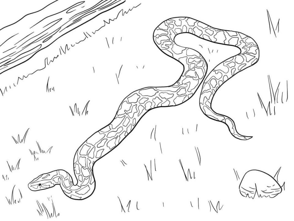 25 Free Snake Coloring Pages for Kids and Adults