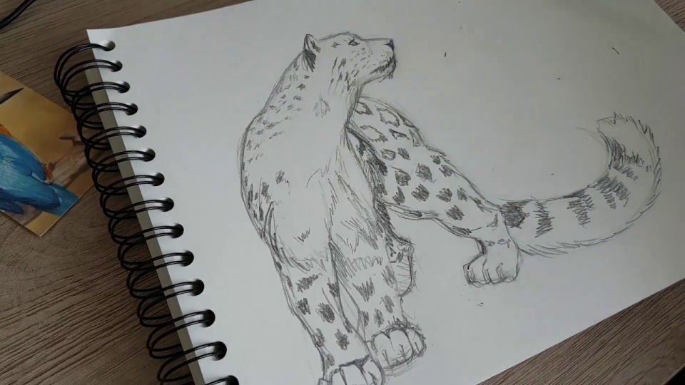 25 Easy Snow Leopard Drawing Ideas - How to Draw