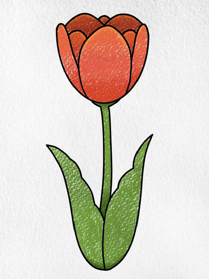 25 Easy Tulip Drawing Ideas - How to Draw a Tulip