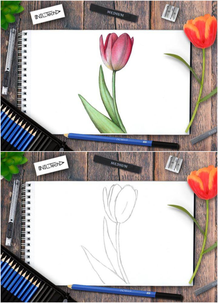 25 Easy Tulip Drawing Ideas - How to Draw a Tulip