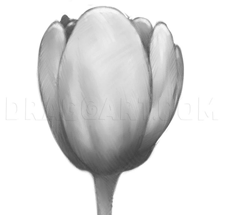 25 Easy Tulip Drawing Ideas - How to Draw a Tulip