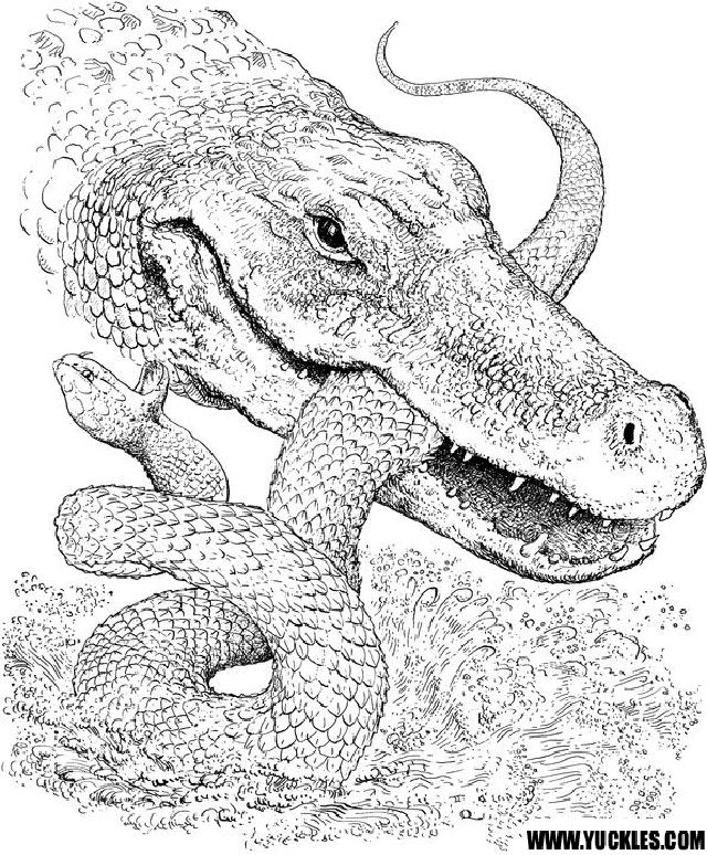 25 Free Alligator Coloring Pages for Kids and Adults