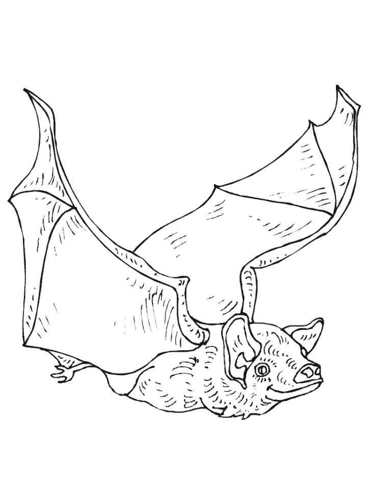 25 Free Bat Coloring Pages for Kids and Adults