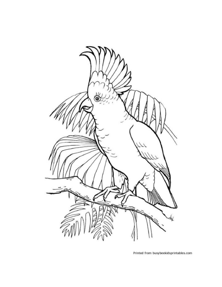 25 Free Bird Coloring Pages for Kids and Adults