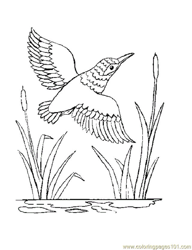 25 Free Hummingbird Coloring Pages for Kids and Adults