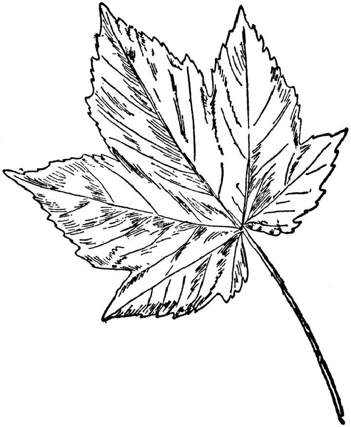 25 Free Leaf Coloring Pages for Kids and Adults