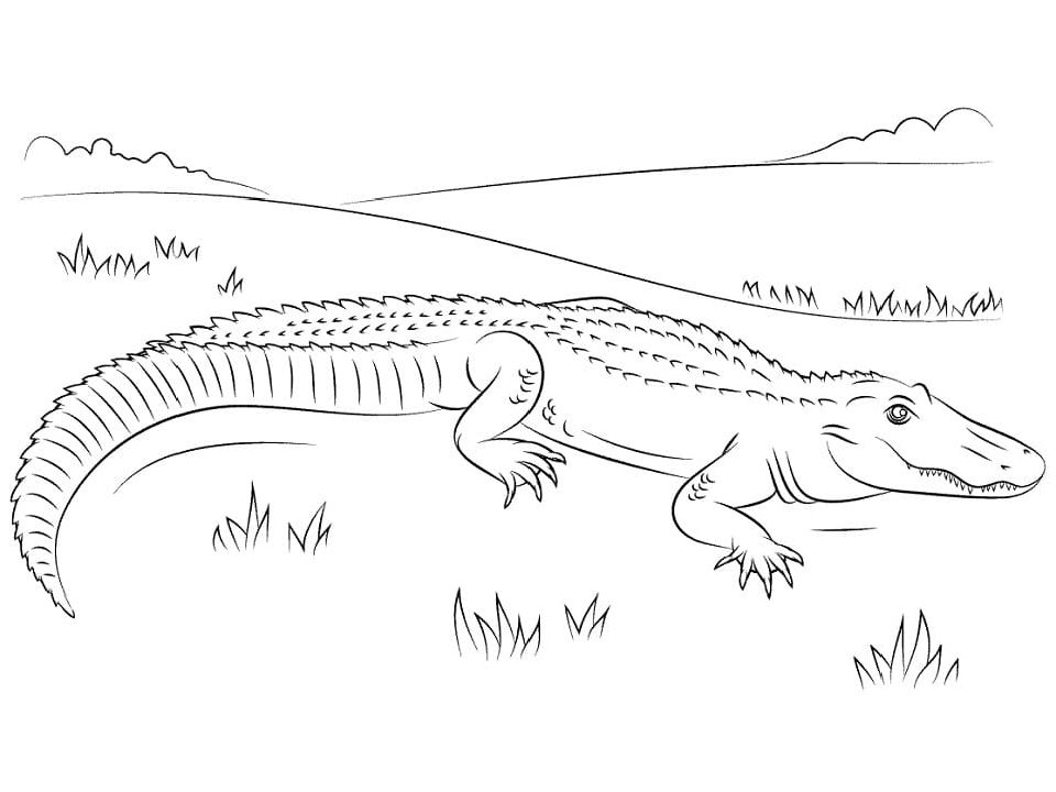 25 Free Alligator Coloring Pages for Kids and Adults