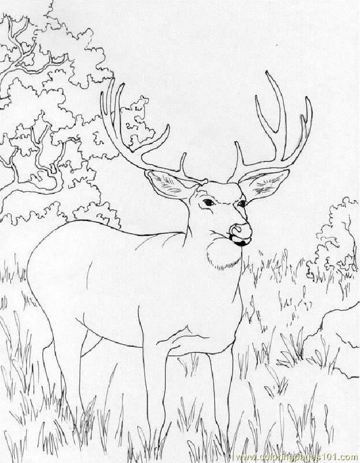 25 Free Printable Deer Coloring Pages for Kids - Blitsy