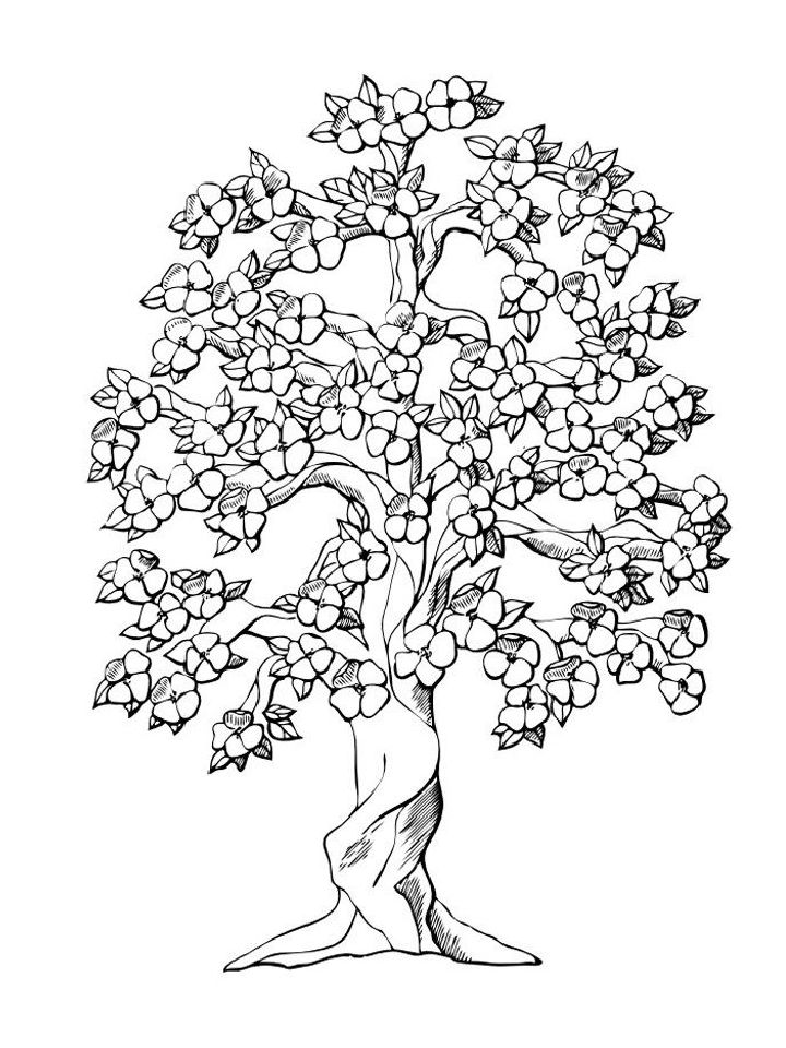 25 Free Tree Coloring Pages for Kids and Adults