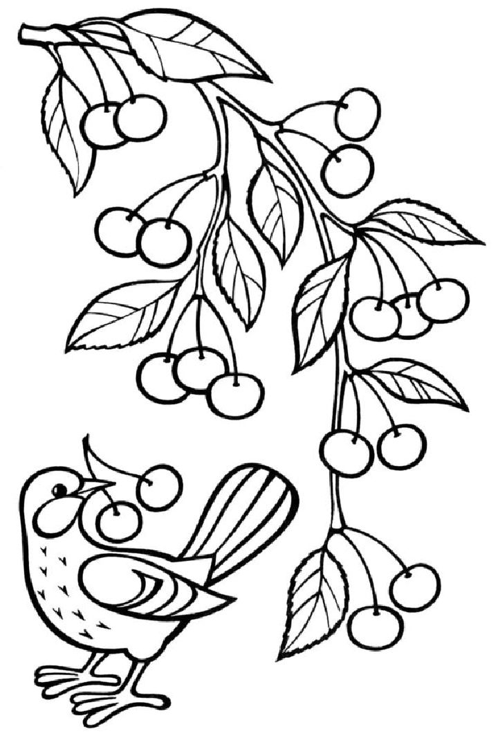 25 Free Fruit Coloring Pages for Kids and Adults