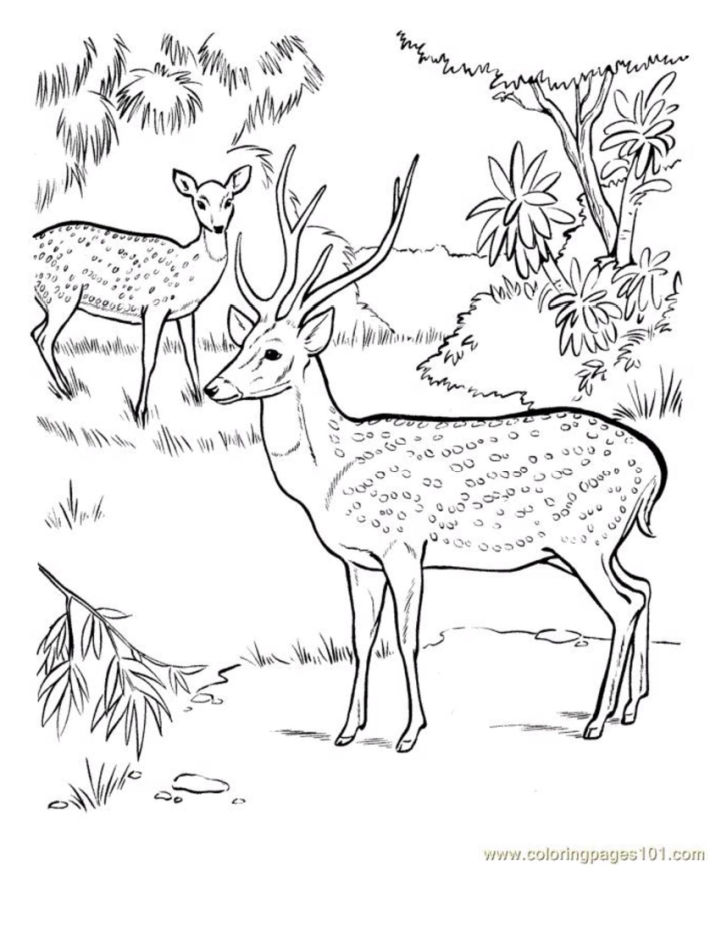 25 Free Jungle Coloring Pages for Kids and Adults