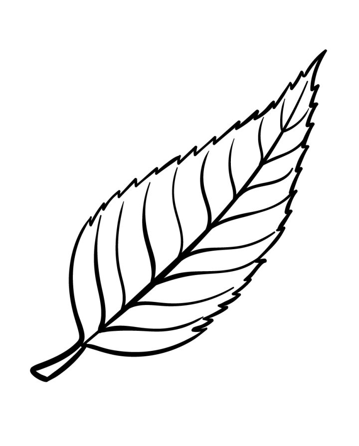 25 Free Leaf Coloring Pages for Kids and Adults