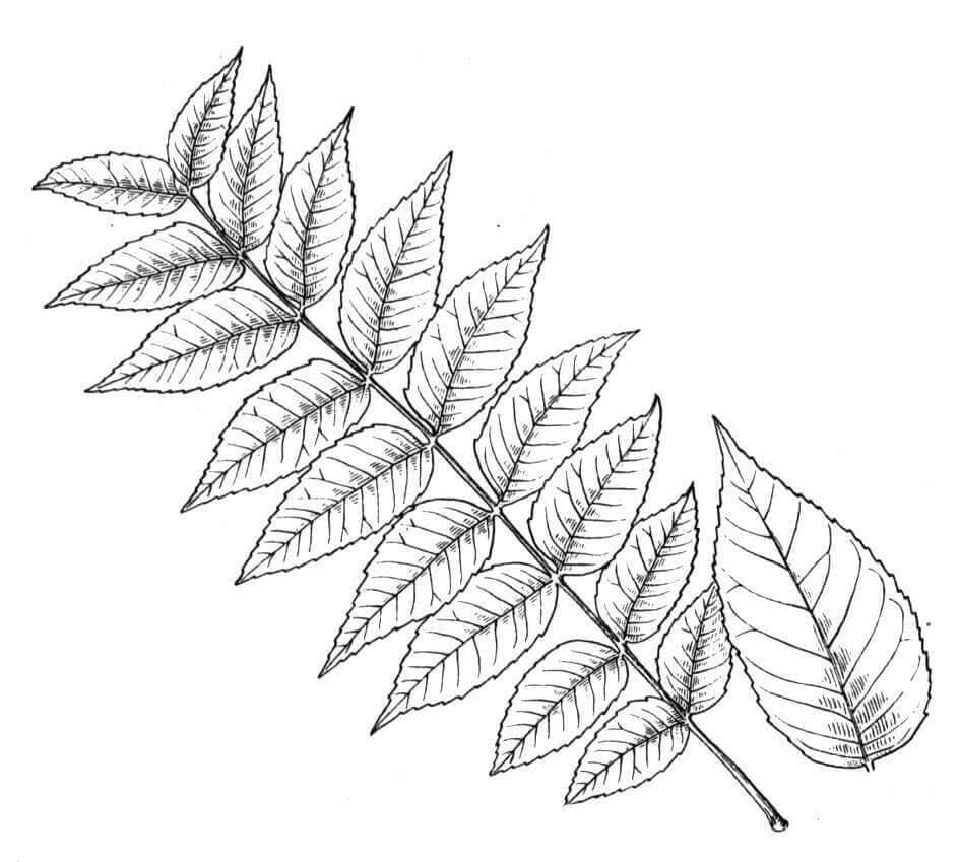 25 Free Leaf Coloring Pages for Kids and Adults