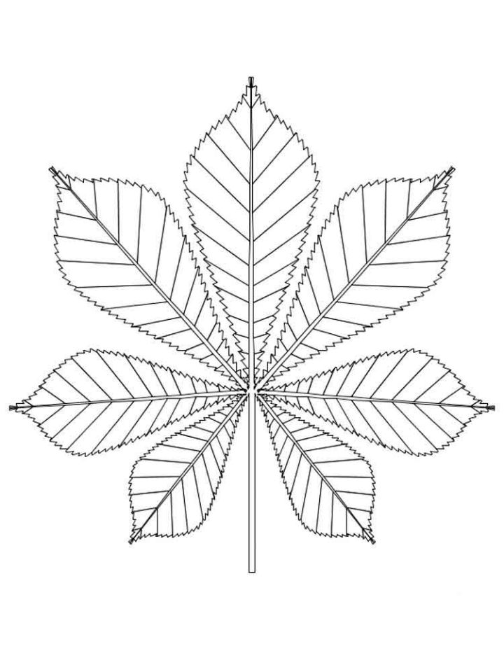 25 Free Leaf Coloring Pages for Kids and Adults