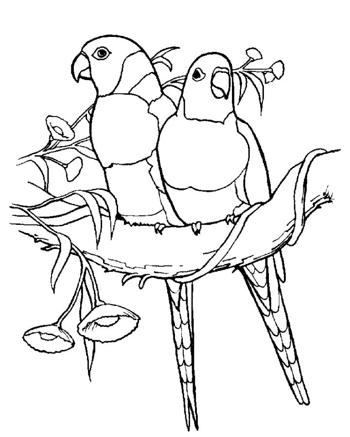 25 Free Parrot Coloring Pages for Kids and Adults