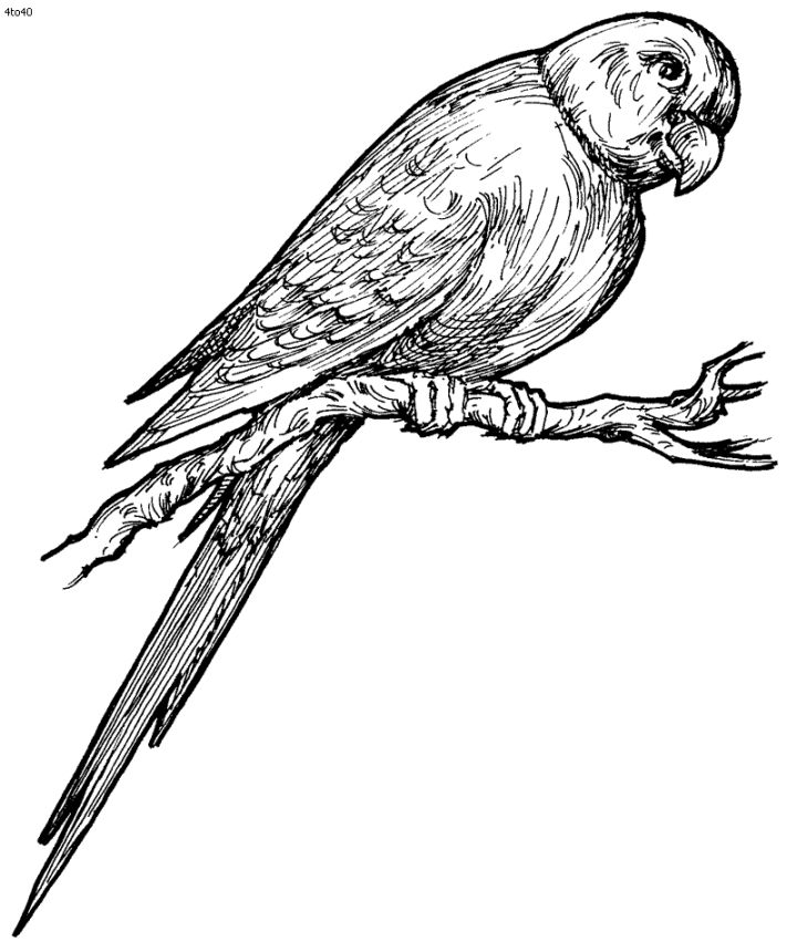 25 Free Parrot Coloring Pages for Kids and Adults