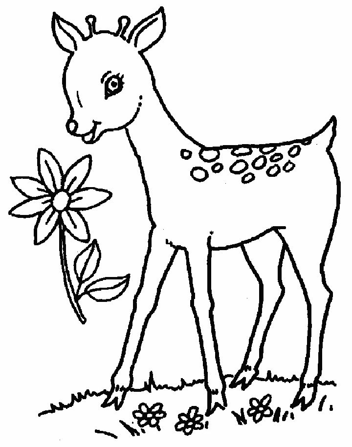 25 Free Printable Deer Coloring Pages for Kids - Blitsy