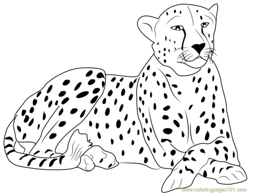 25 Free Cheetah Coloring Pages for Kids and Adults