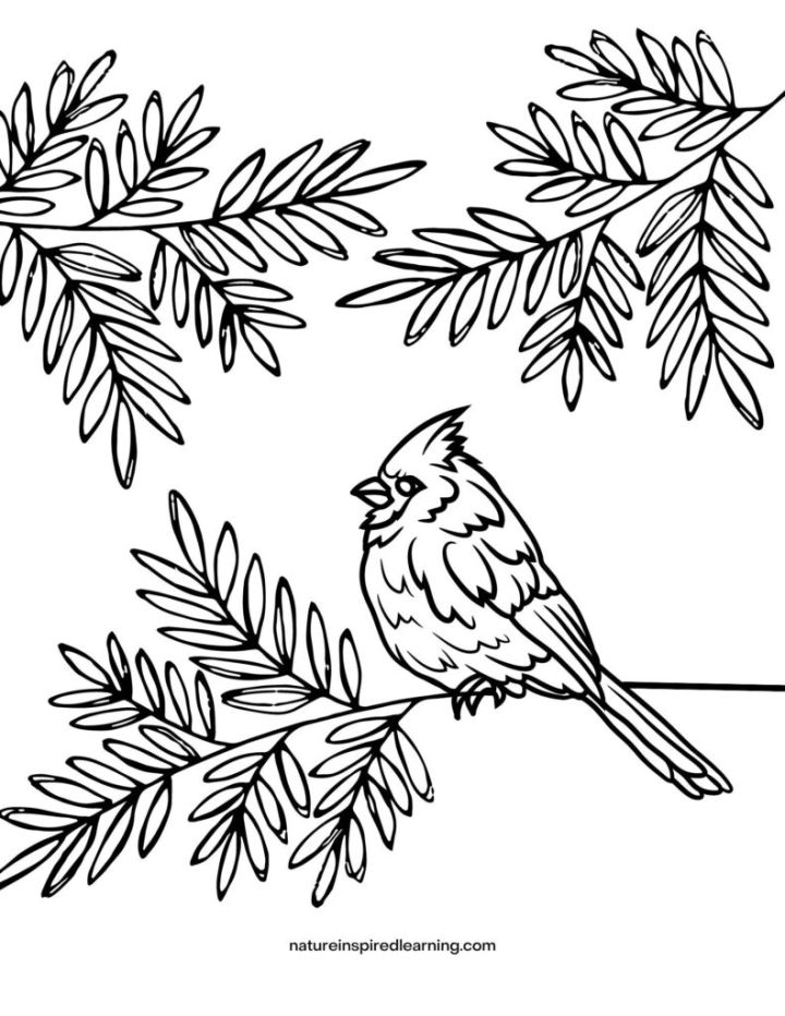 25 Free Bird Coloring Pages for Kids and Adults