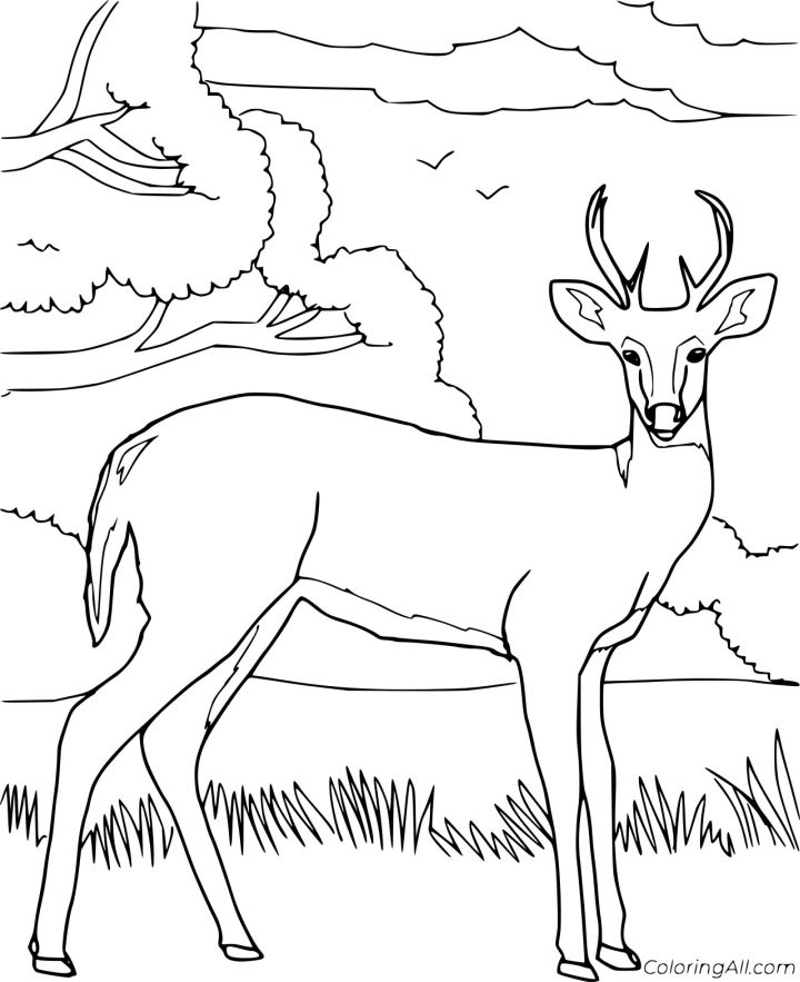 25 Free Printable Deer Coloring Pages for Kids - Blitsy