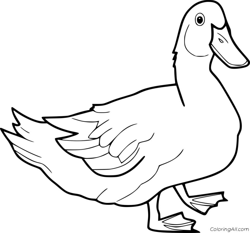 25 Free Duck Coloring Pages for Kids and Adults