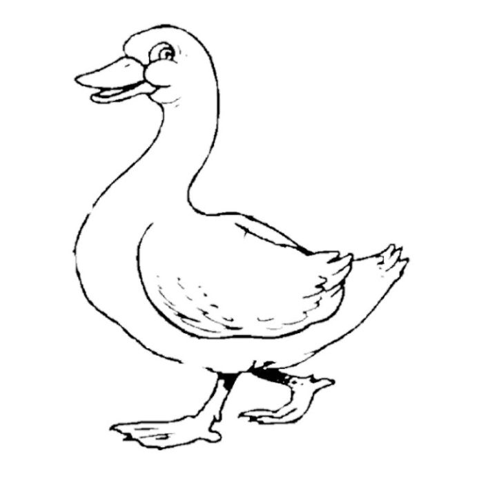 25 Free Duck Coloring Pages for Kids and Adults
