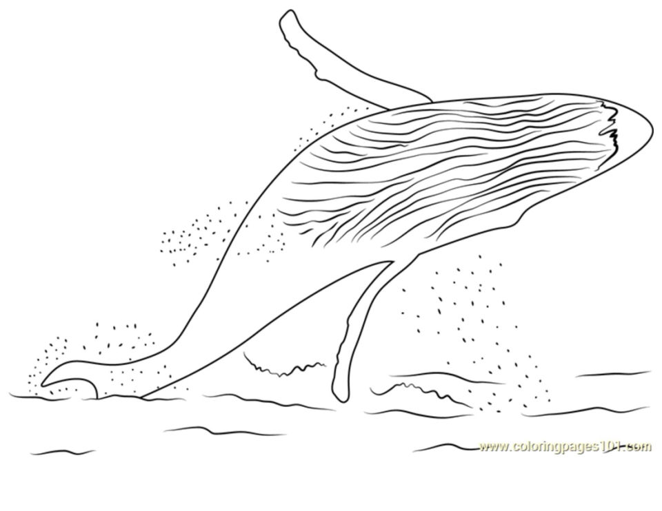 25 Free Whale Coloring Pages for Kids and Adults